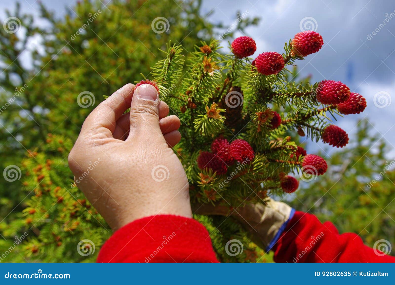 Pine red cone collecting stock image. Image of branch - 92802635