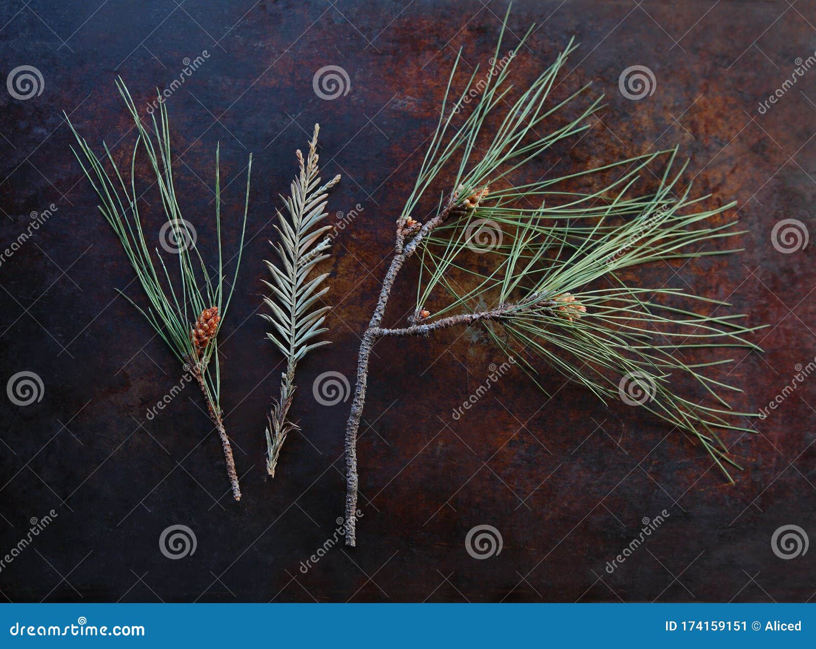 Pine and redwood needles stock image. Image of light - 174159151