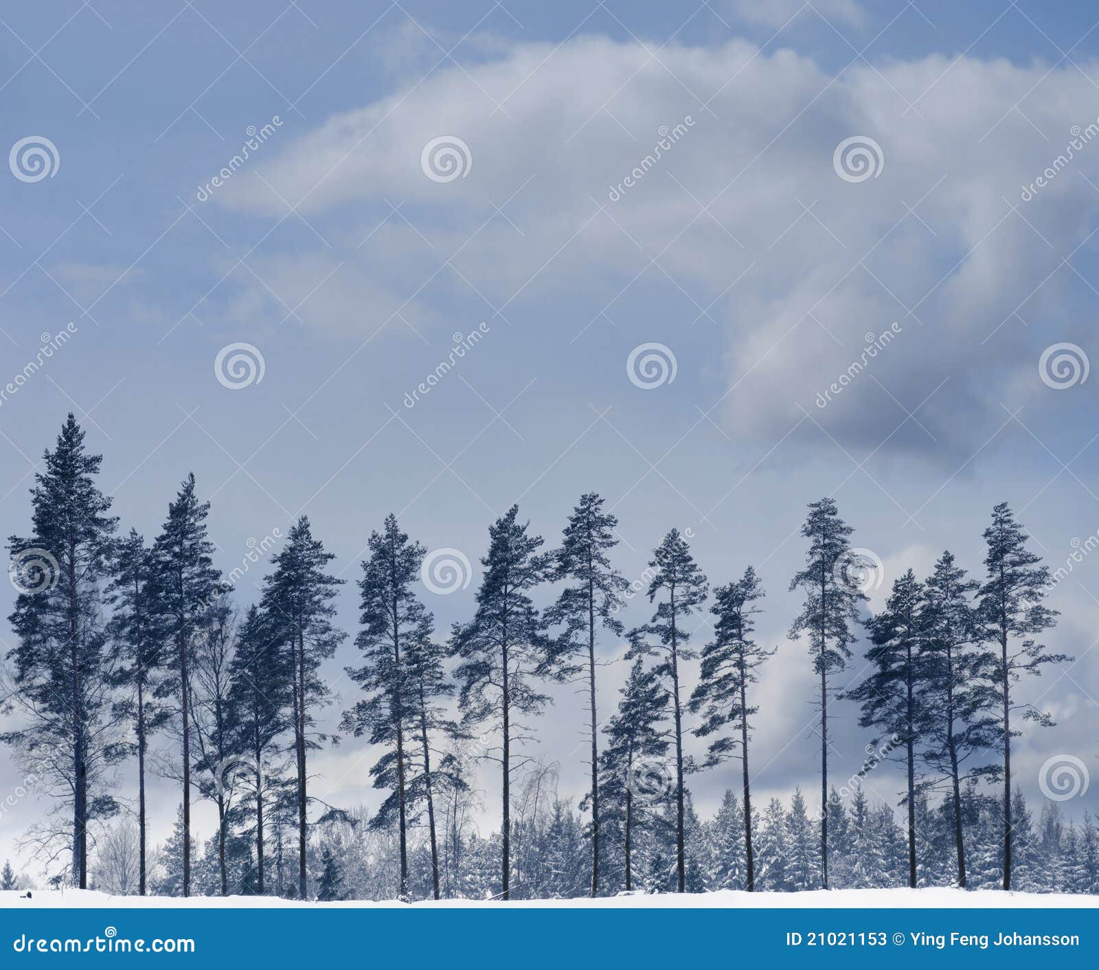 Pine rees in winter stock image. Image of forest, woods - 21021153