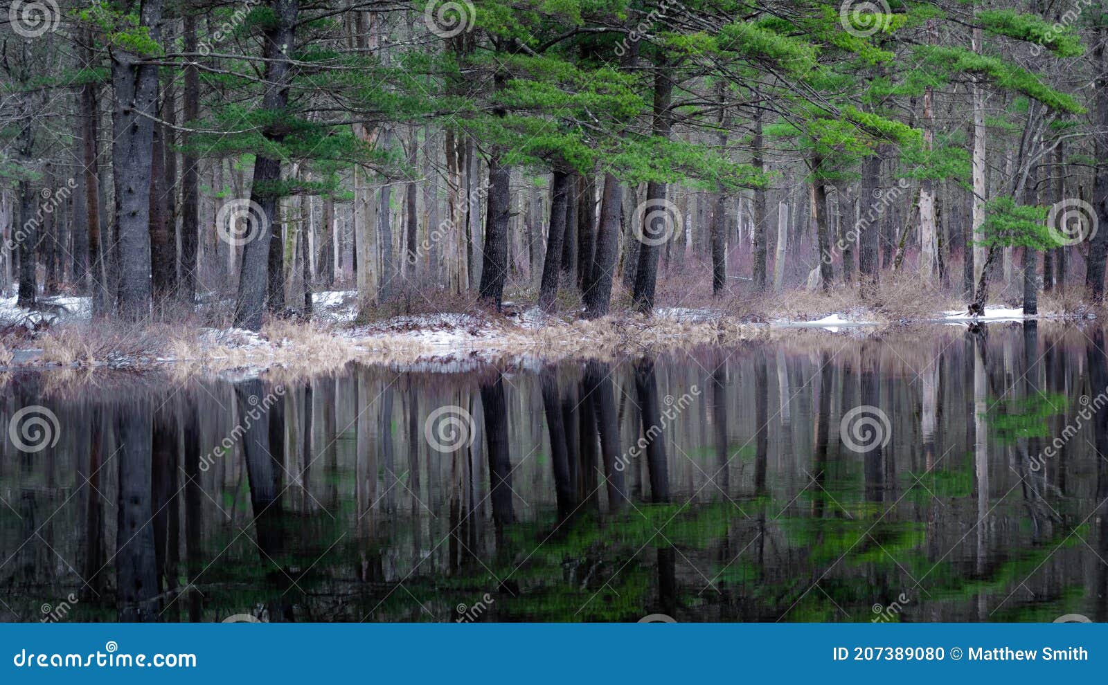 White Pine Water Reflections Stock Photo - Image of hill, trunk: 207389080
