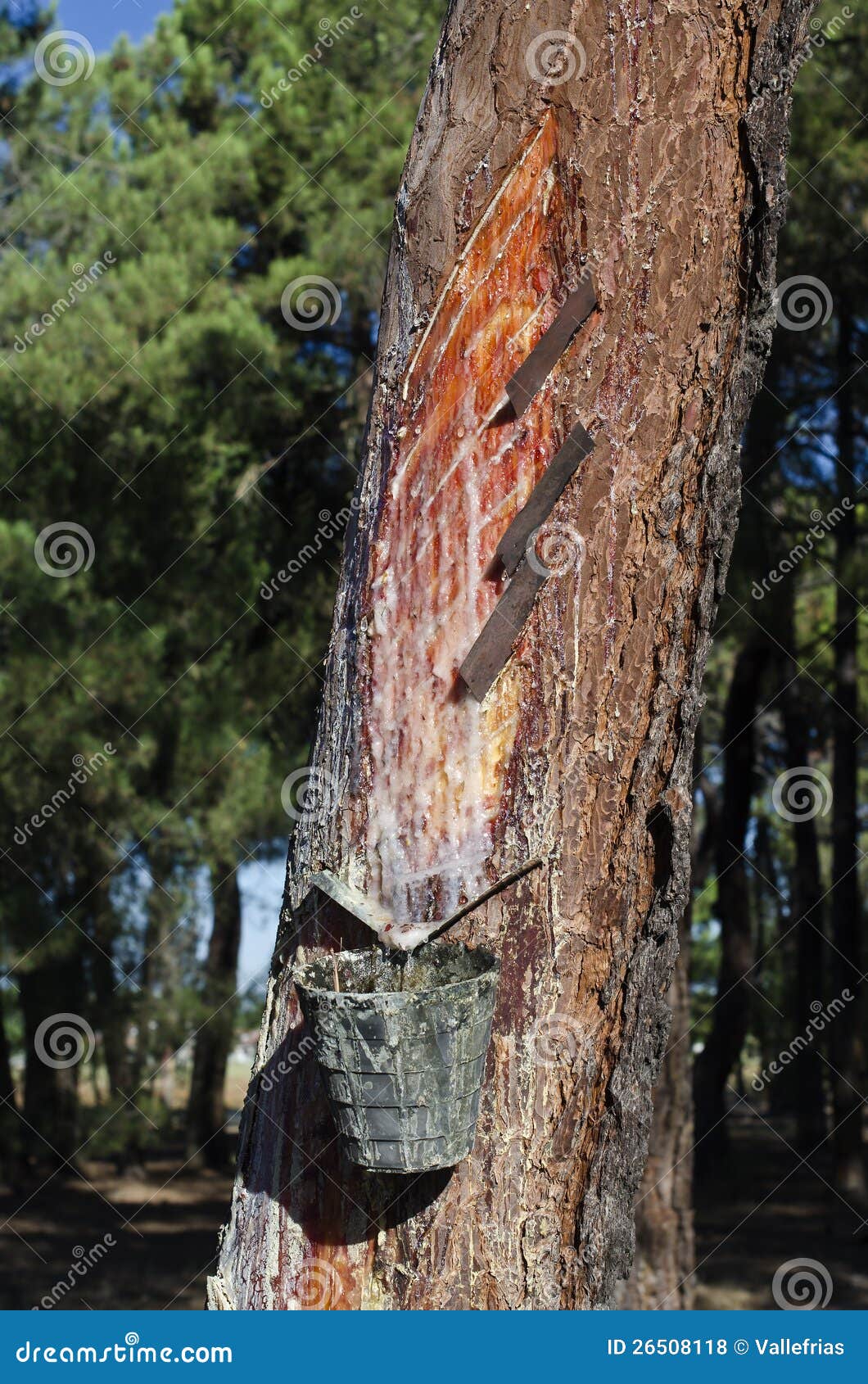 Pine resin stock photo. Image of amber, wood, nature - 26508118