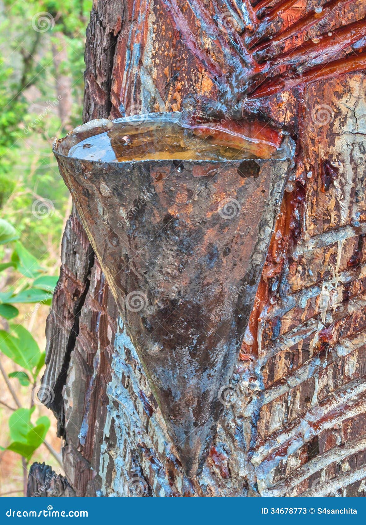 Pine resin collection stock image. Image of resin, coniferous - 34678773