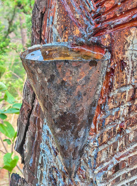 Pine resin collection stock image. Image of resin, coniferous - 34678773