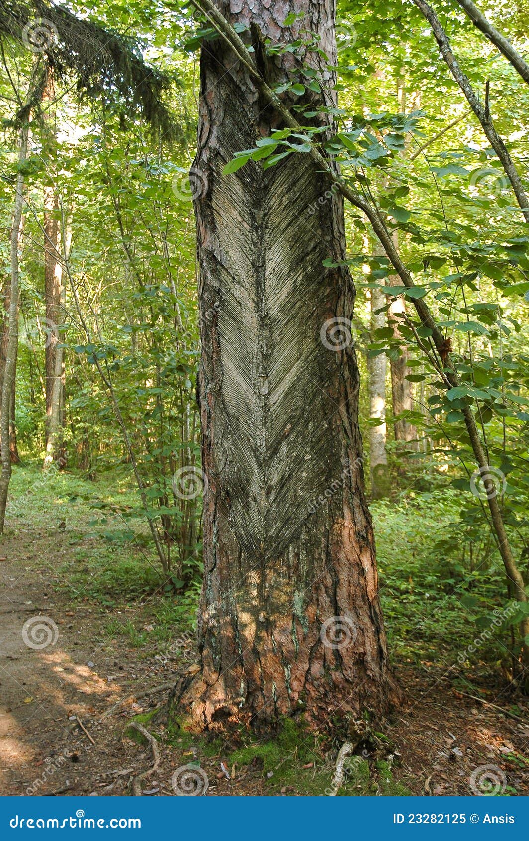 Pine resin extraction stock image. Image of timber, bushes - 23282125