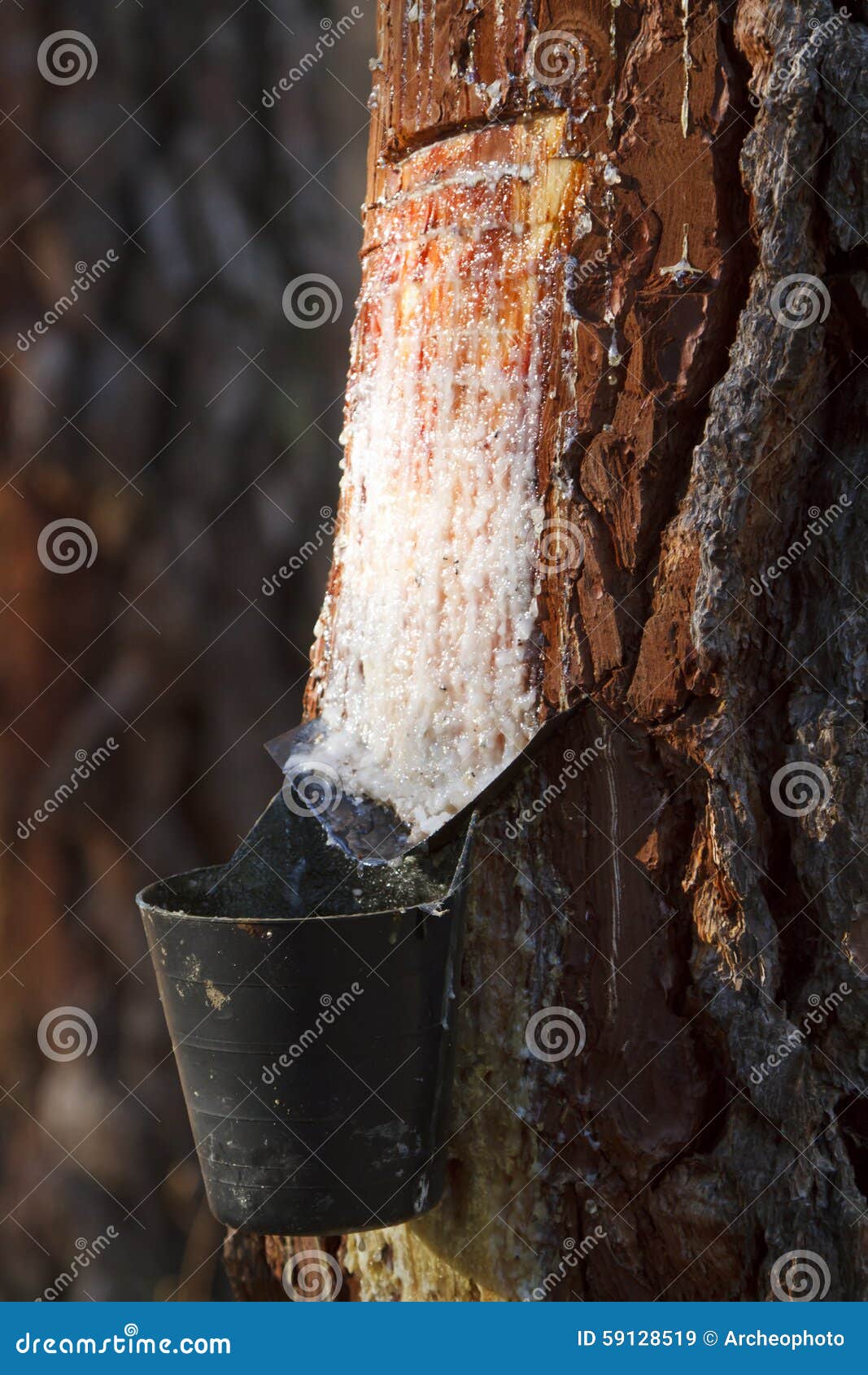Pine resin extraction stock image. Image of extraction - 59128519