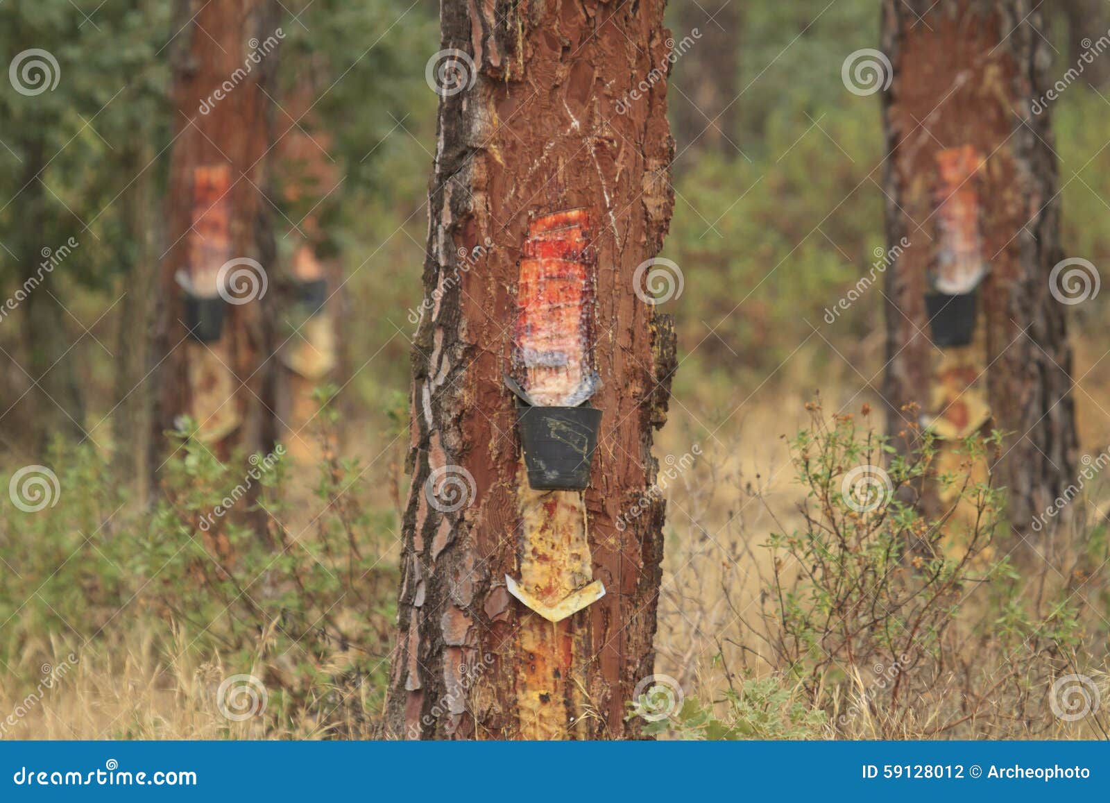 Pine resin extraction stock photo. Image of flora, plant - 59128012