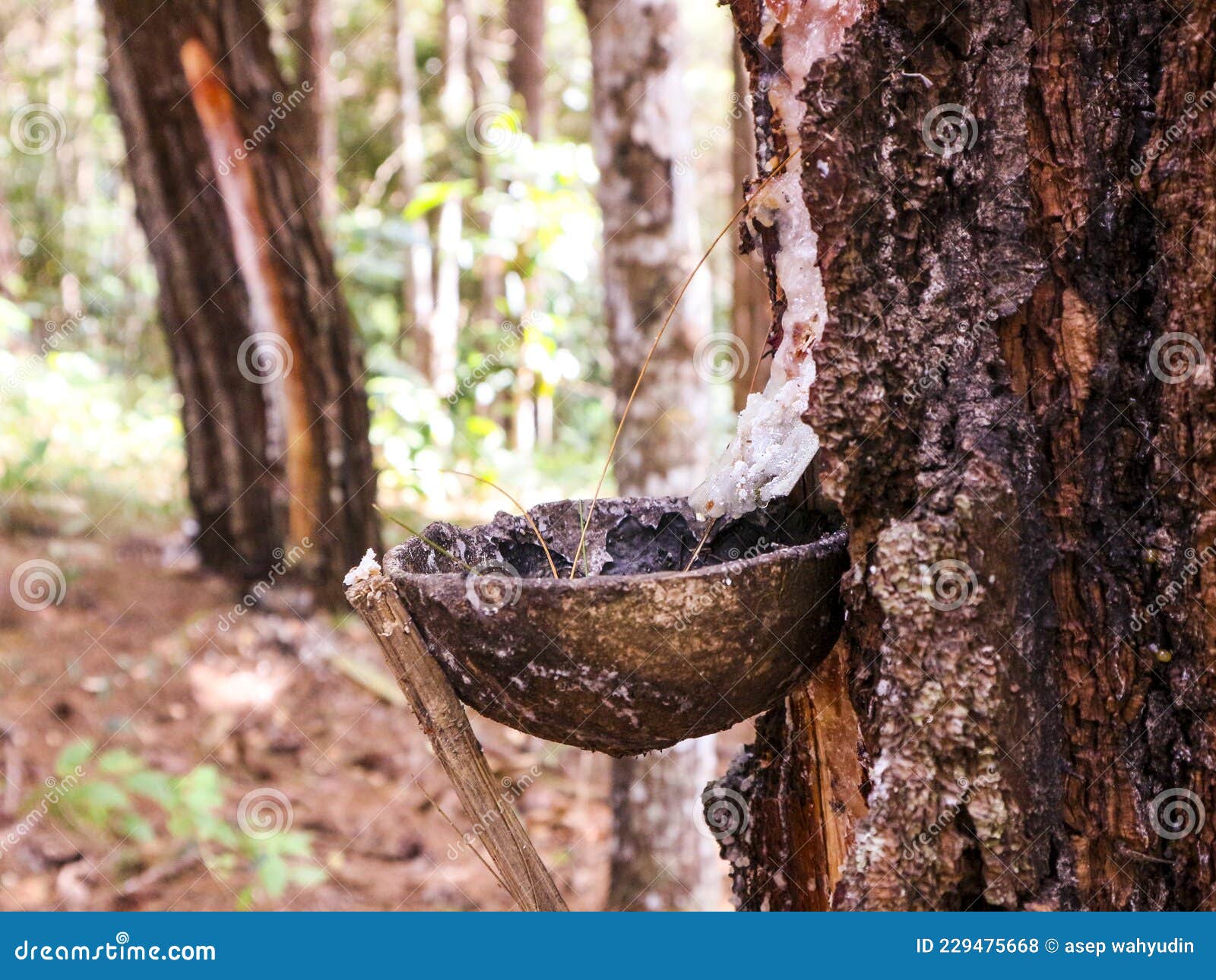 Pine resin stock photo. Image of forest, nature, wildlife - 229475668