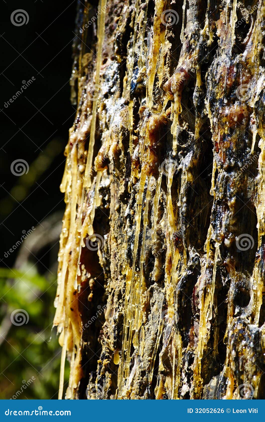 Pine resin stock photo. Image of touch, pine, sticky - 32052626
