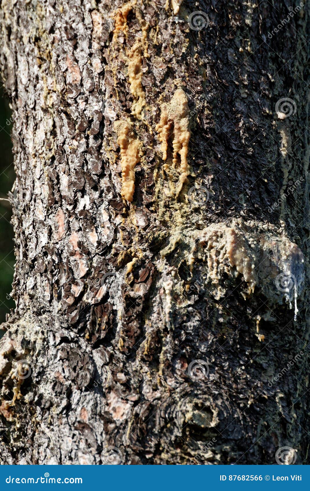 Pine resin in a meadow stock photo. Image of textured - 87682566