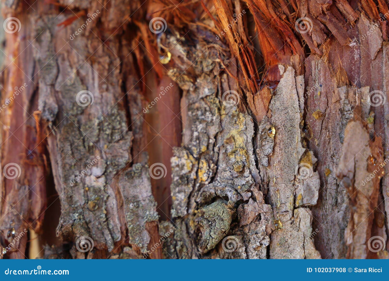 Pine resin stock photo. Image of branch, wood, pine - 102037908
