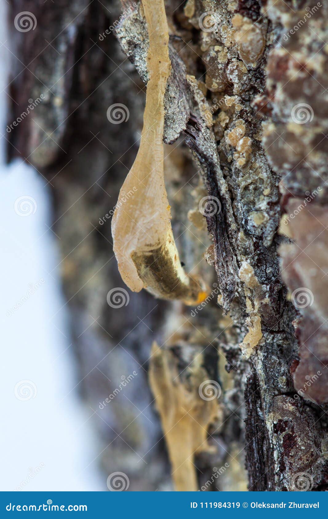 Pine resin stock image. Image of coniferous, macro, conifer - 111984319