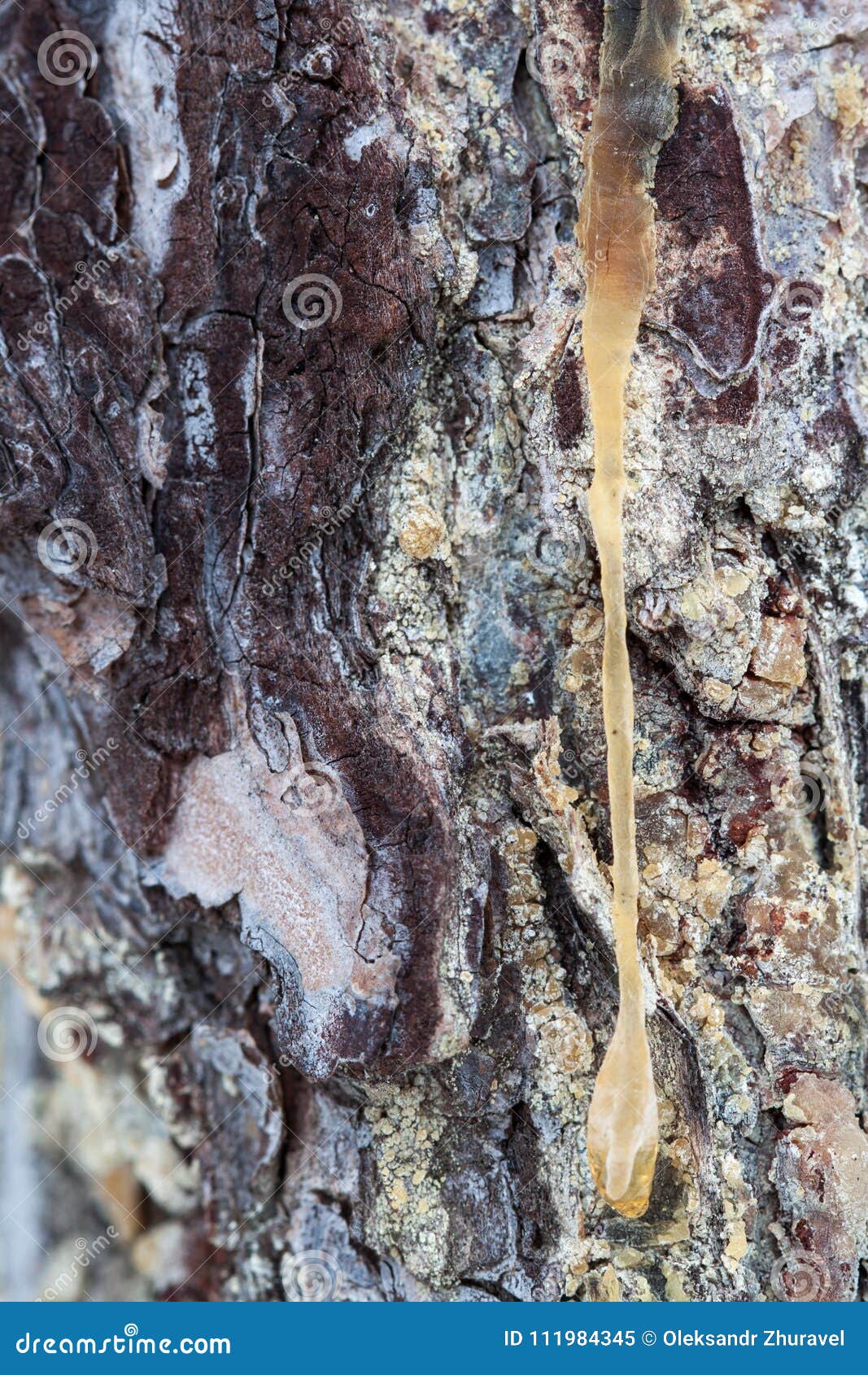 Pine resin stock image. Image of light, wood, abstract - 111984345