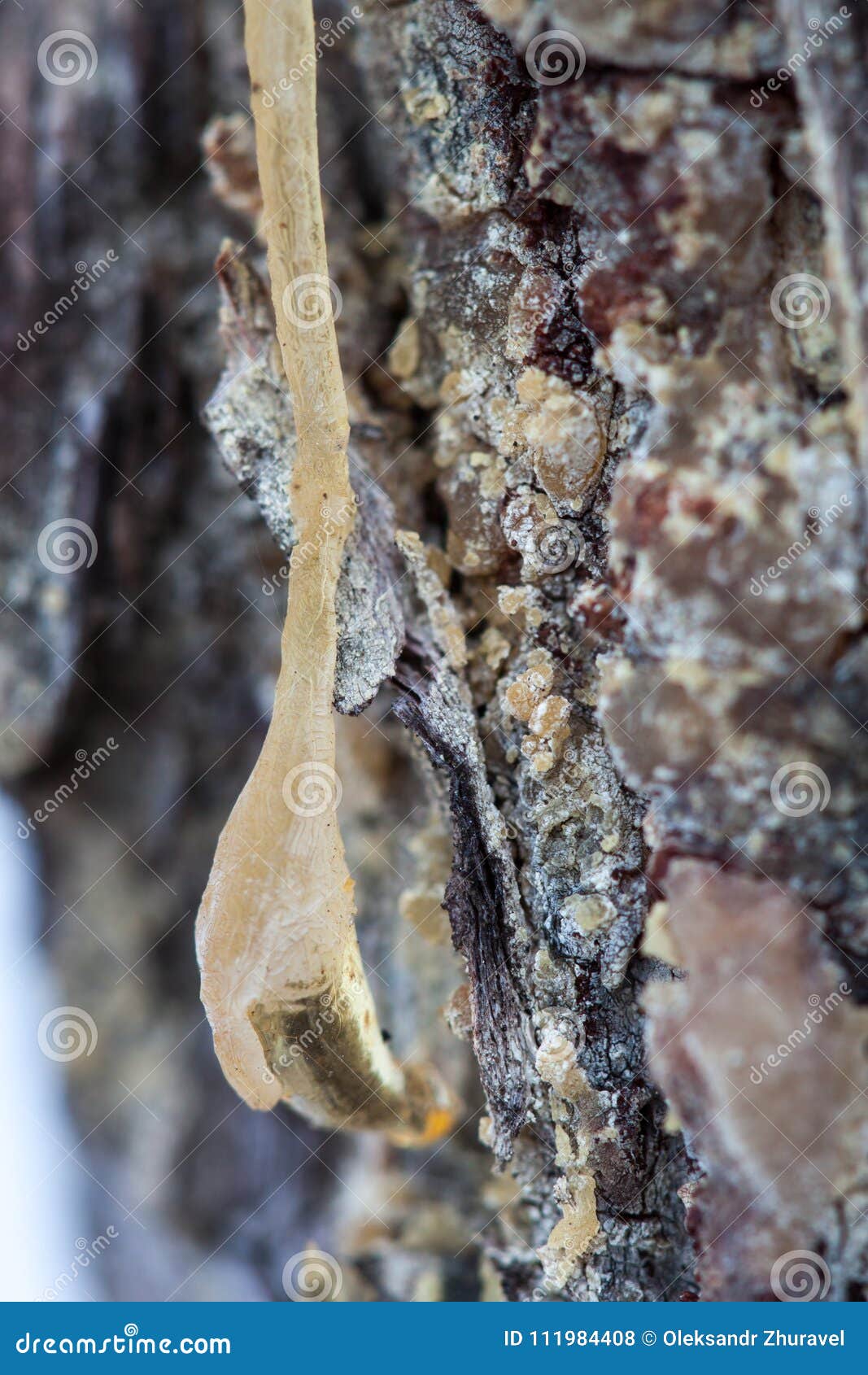 Pine resin stock photo. Image of sticky, light, textured - 111984408