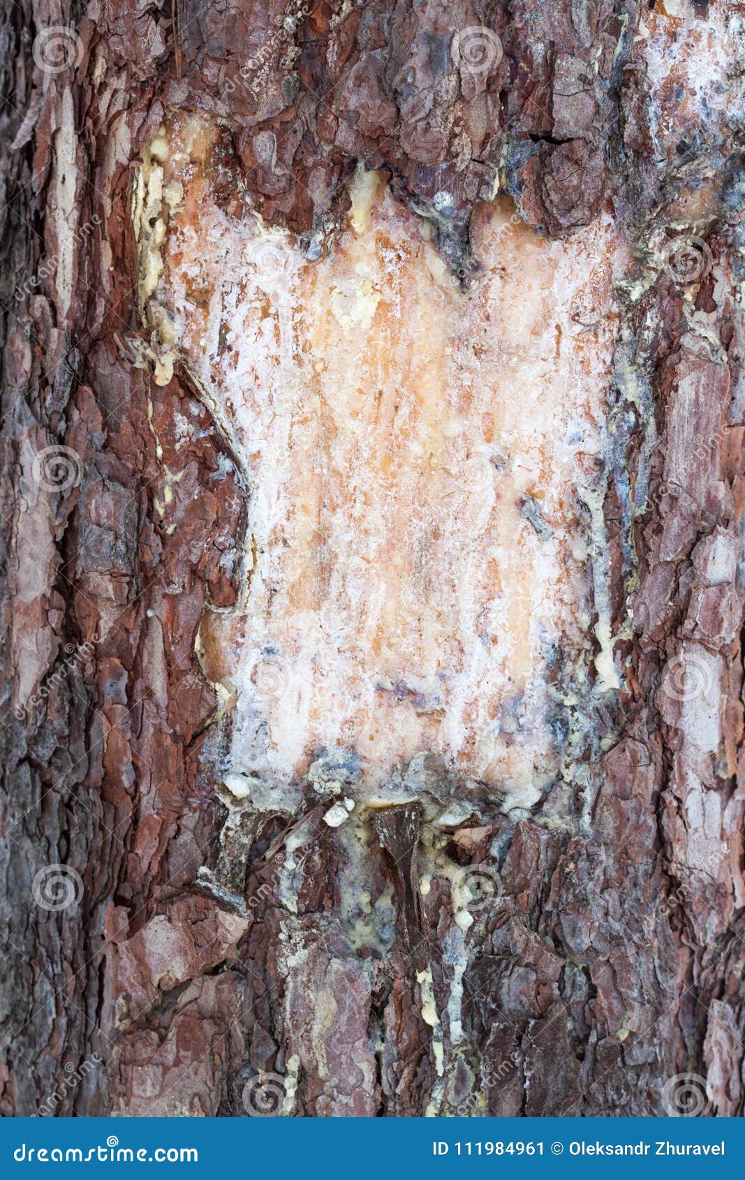 Pine resin stock image. Image of textured, closeup, pine - 111984961