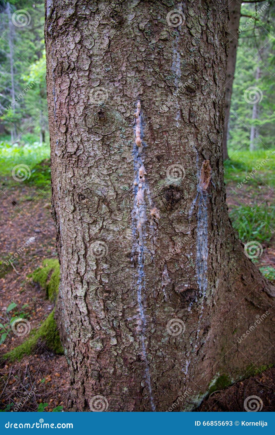 Pine resin stock image. Image of beauty, plant, liquid - 66855693