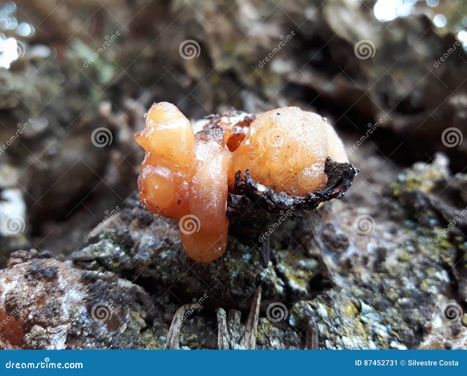 Pine Resin stock image. Image of plant, trees, leaves - 87452731