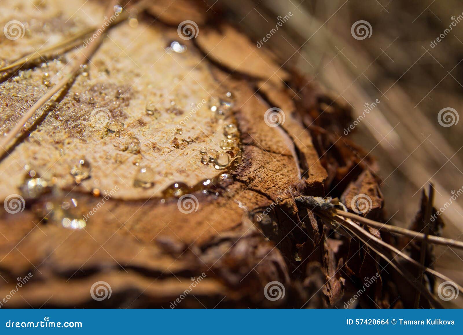 Pine resin stock photo. Image of drop, tree, trunk, canariensis - 57420664