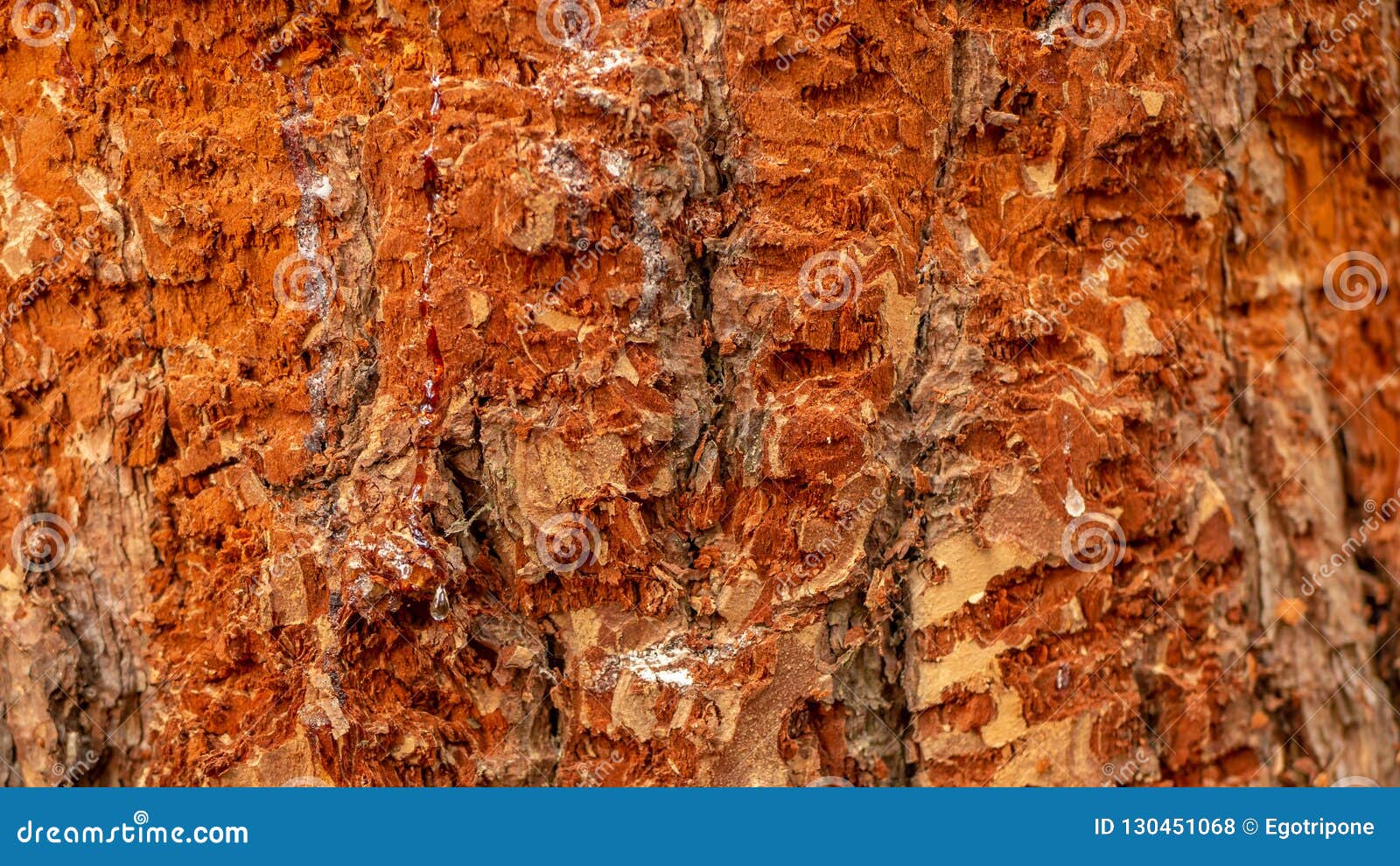Pine Resin on a Tree Trunk with Boar Werewolf Marks. Stock Photo ...