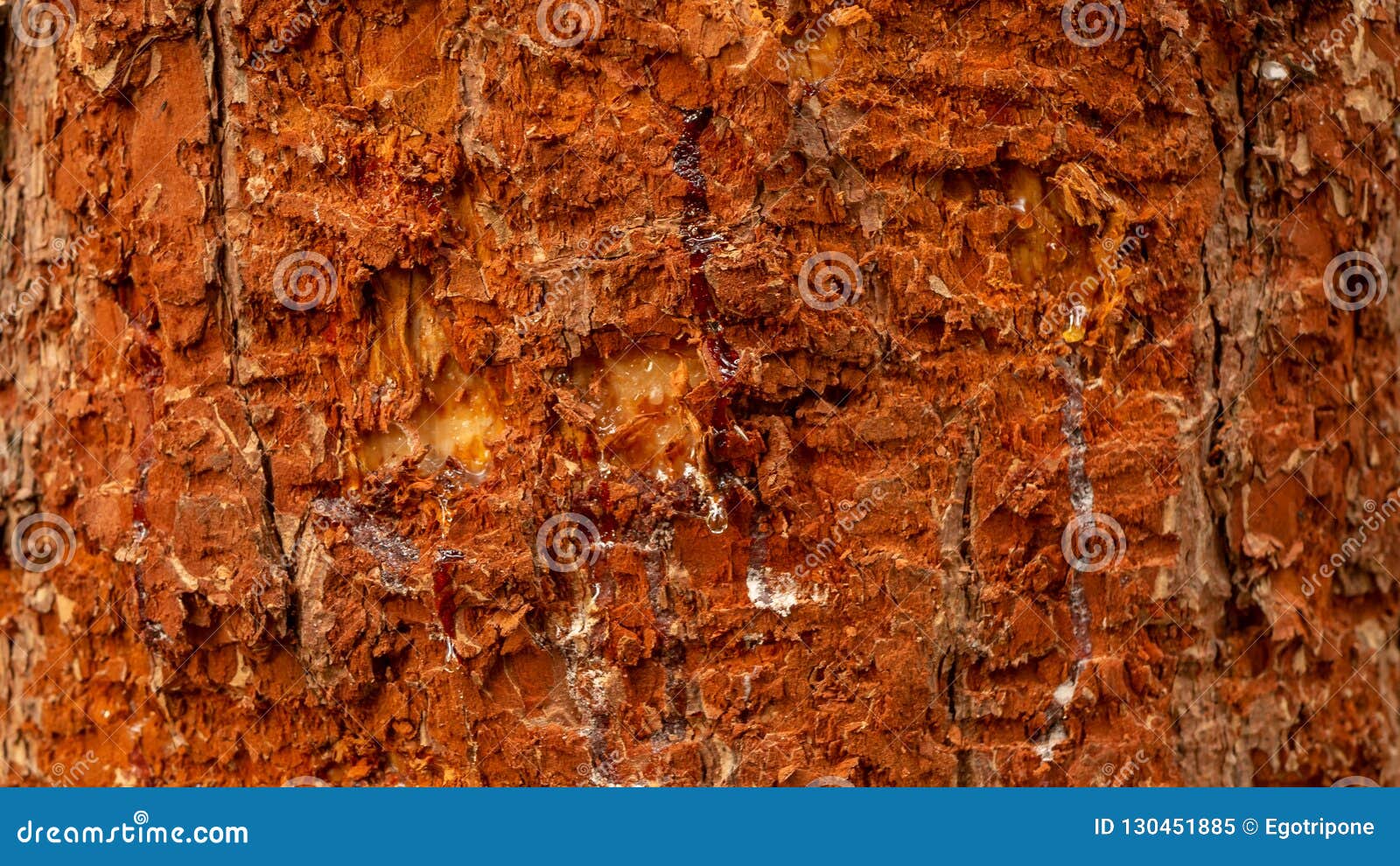 Pine Resin on a Tree Trunk with Boar Werewolf Marks. Stock Image ...