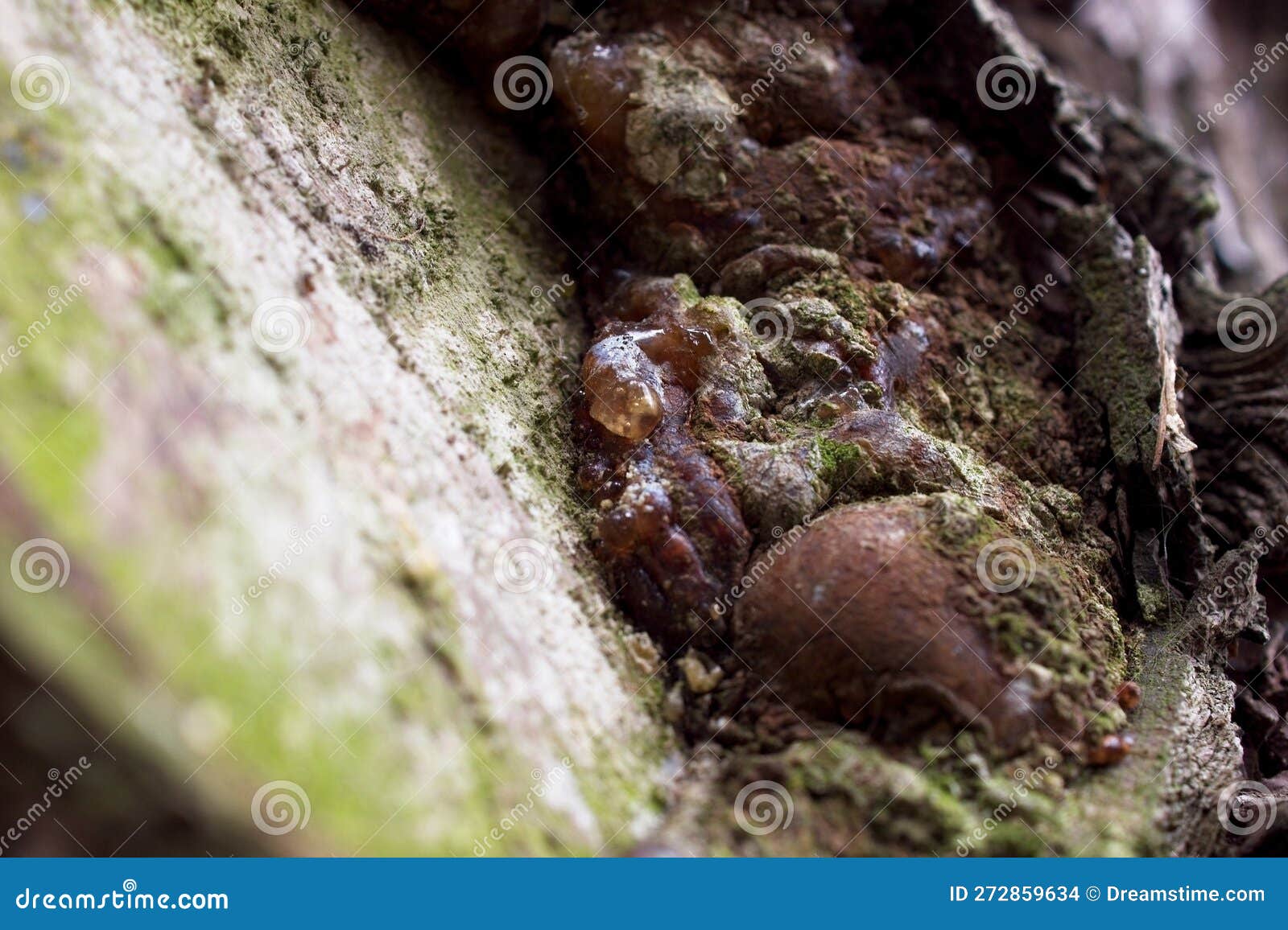 A Pine Resins on a Pine Tree Stock Photo - Image of drop, materials ...