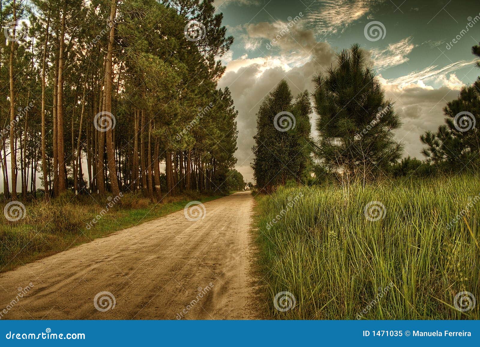 Pine road stock image. Image of warm, pines, wild, pine - 1471035