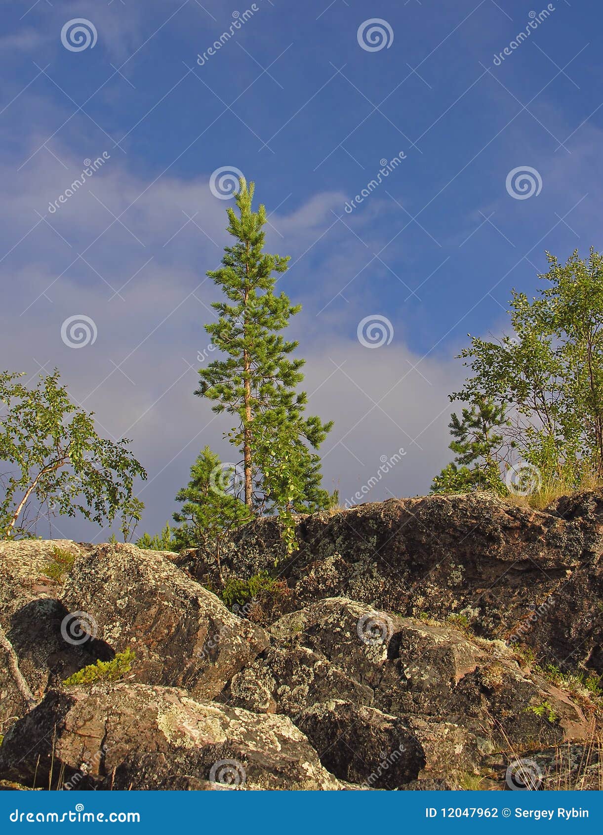 Pine on a rock. stock photo. Image of landscape, small - 12047962