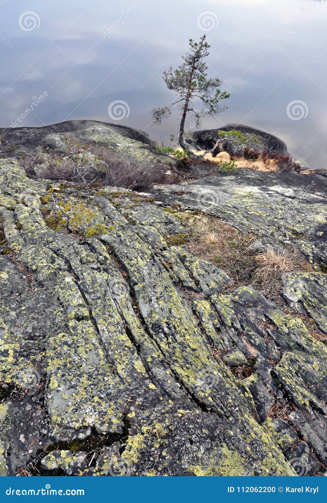 Pine on Rock Near the Lake. Stock Photo - Image of closeup, reflection ...
