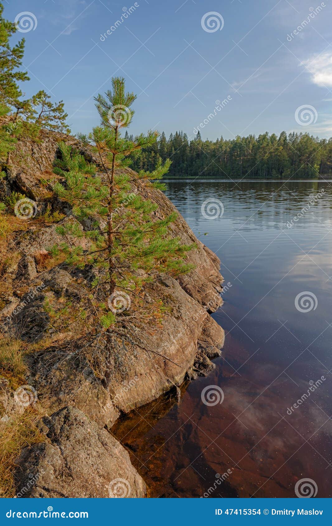 Pine on a rock stock photo. Image of season, lake, water - 47415354