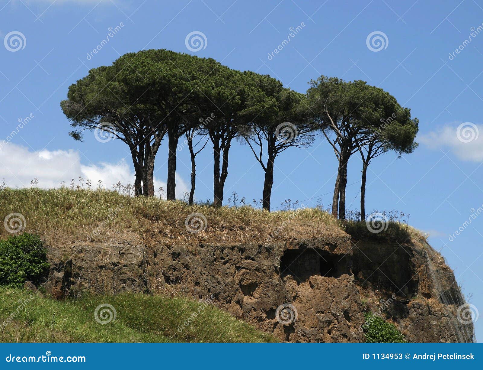 Pine in Rome stock image. Image of trees, coniferous, grove - 1134953