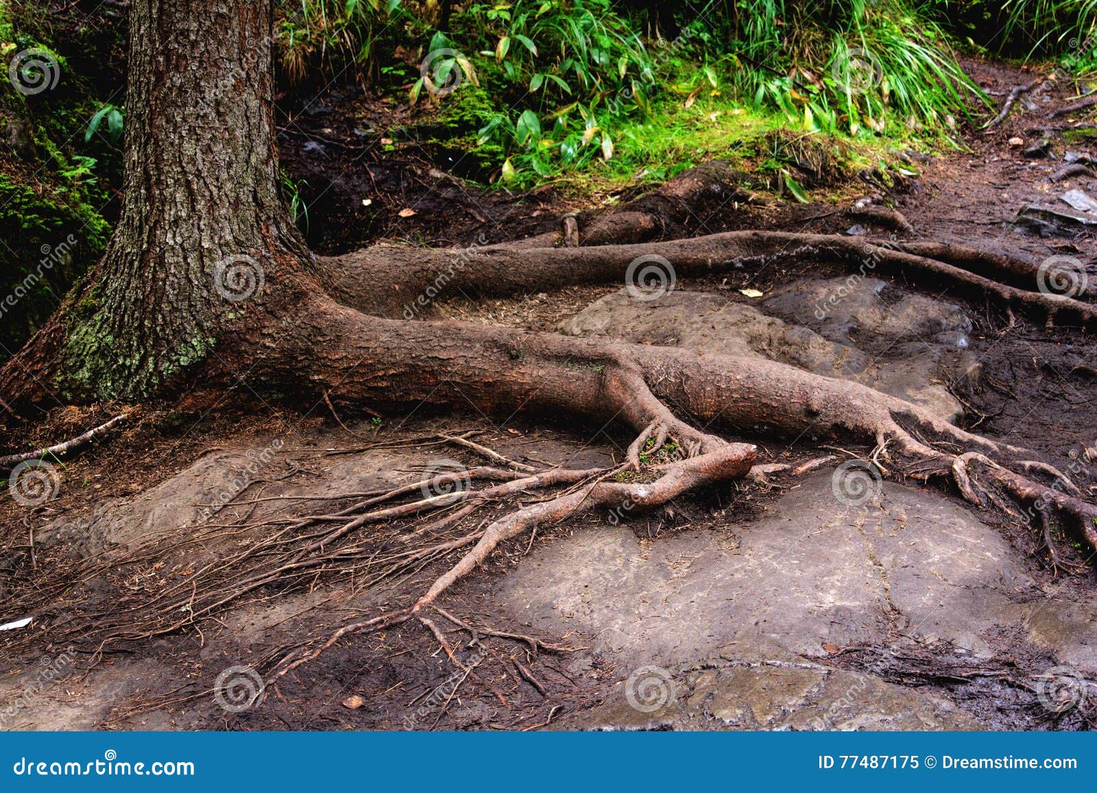 The Root Of A Pine Tree On The Ground. Root System For Plant Nutrition ...