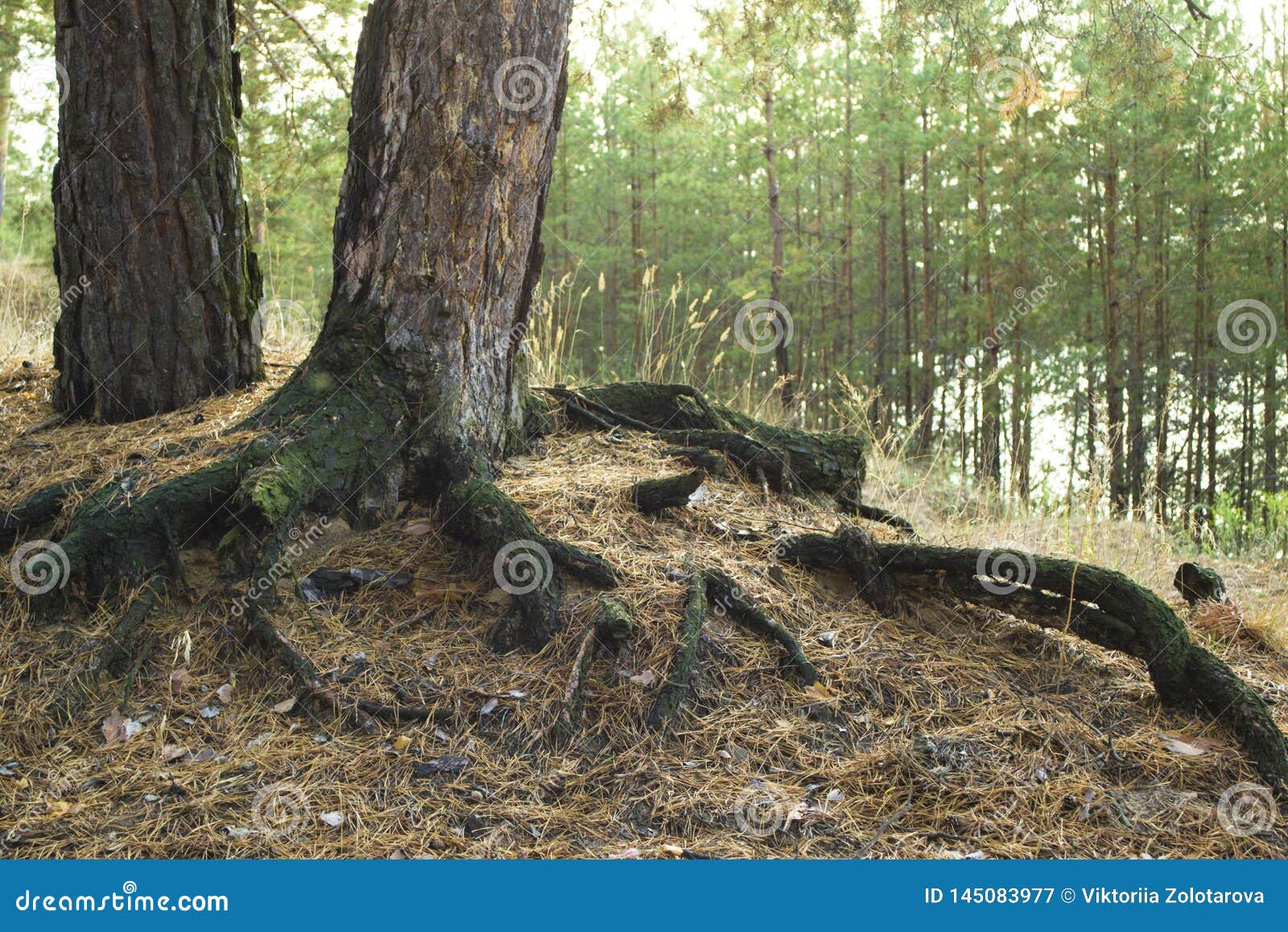 Pine root system stock image. Image of resilient, landscape - 145083977