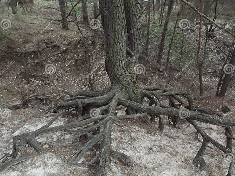 Pine Root System. Tree, Roots. Stock Image - Image of pine, time: 323669515