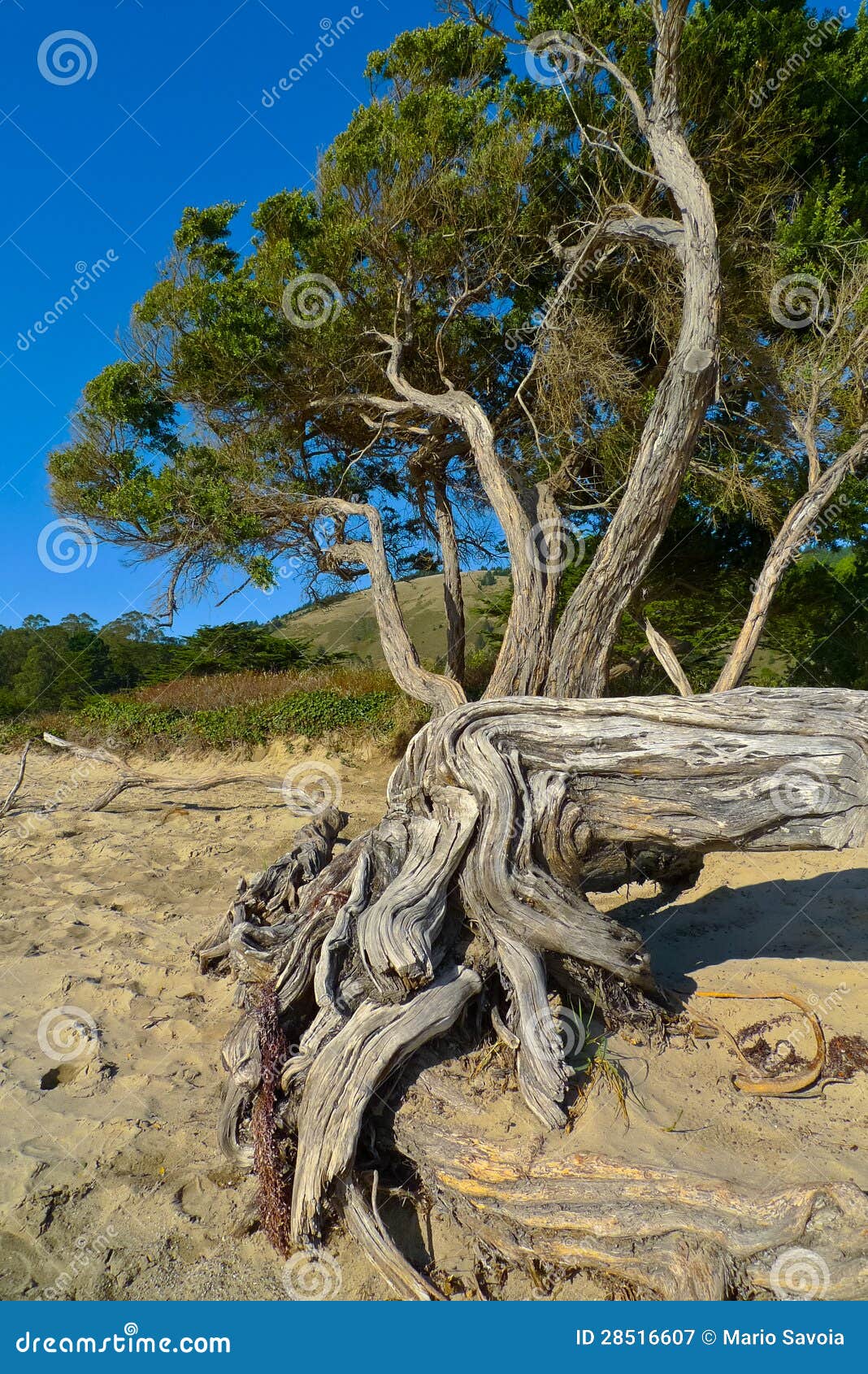 Pine roots stock image. Image of wild, marin, california - 28516607