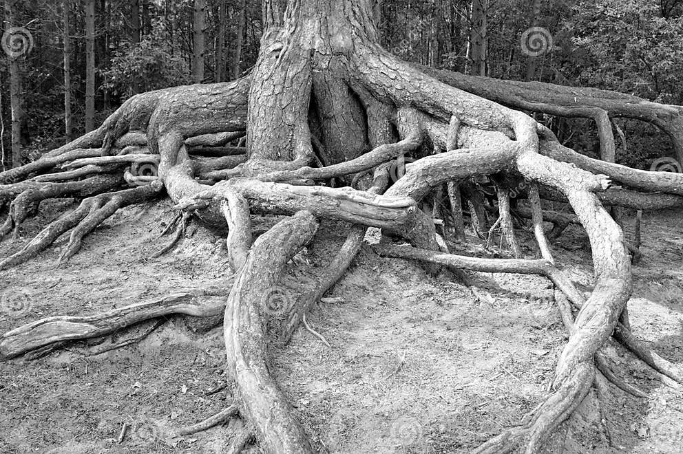 Pine roots stock image. Image of nature, flora, outdoor - 318837487