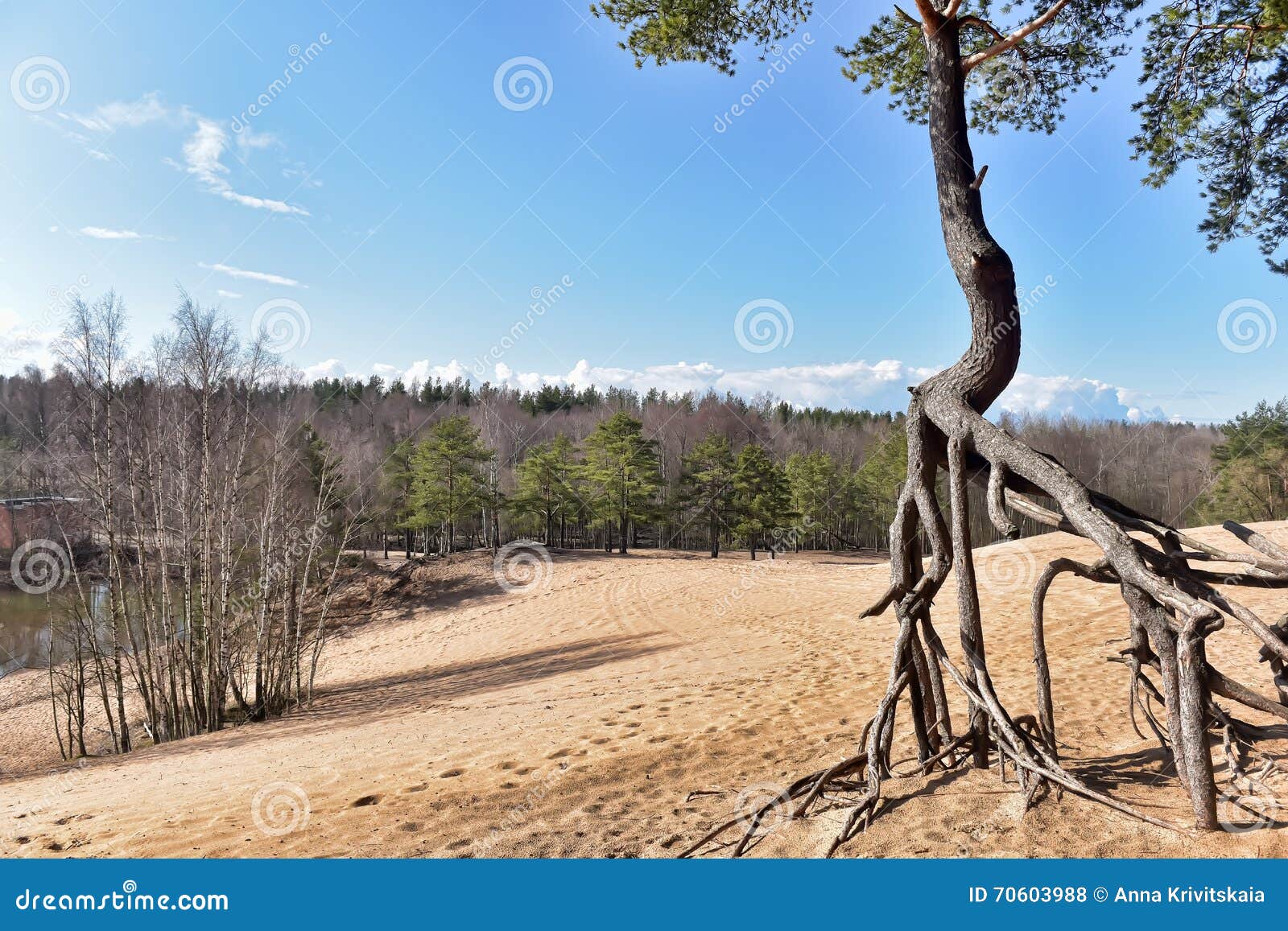 Pine roots stock photo. Image of bole, grow, beautiful - 70603988
