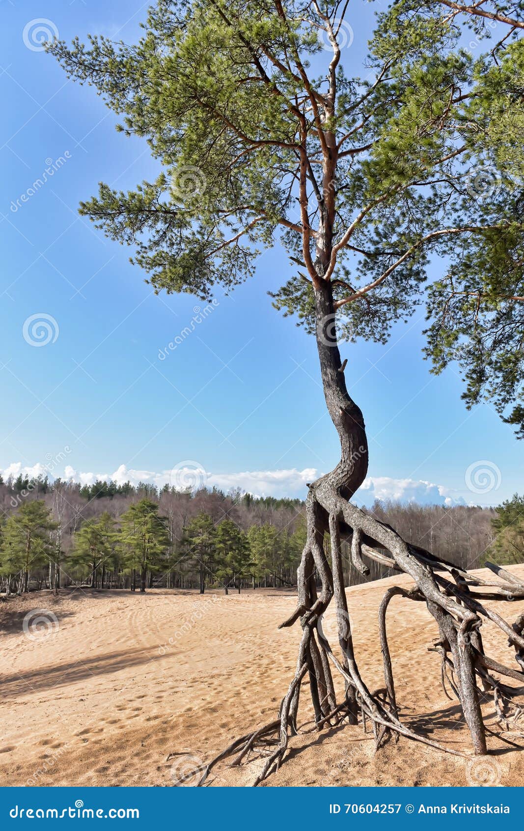 Pine roots stock image. Image of beautiful, earth, detail - 70604257