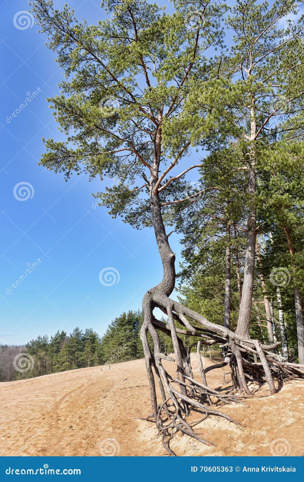 Pine roots stock image. Image of detail, landscape, herb - 70605363