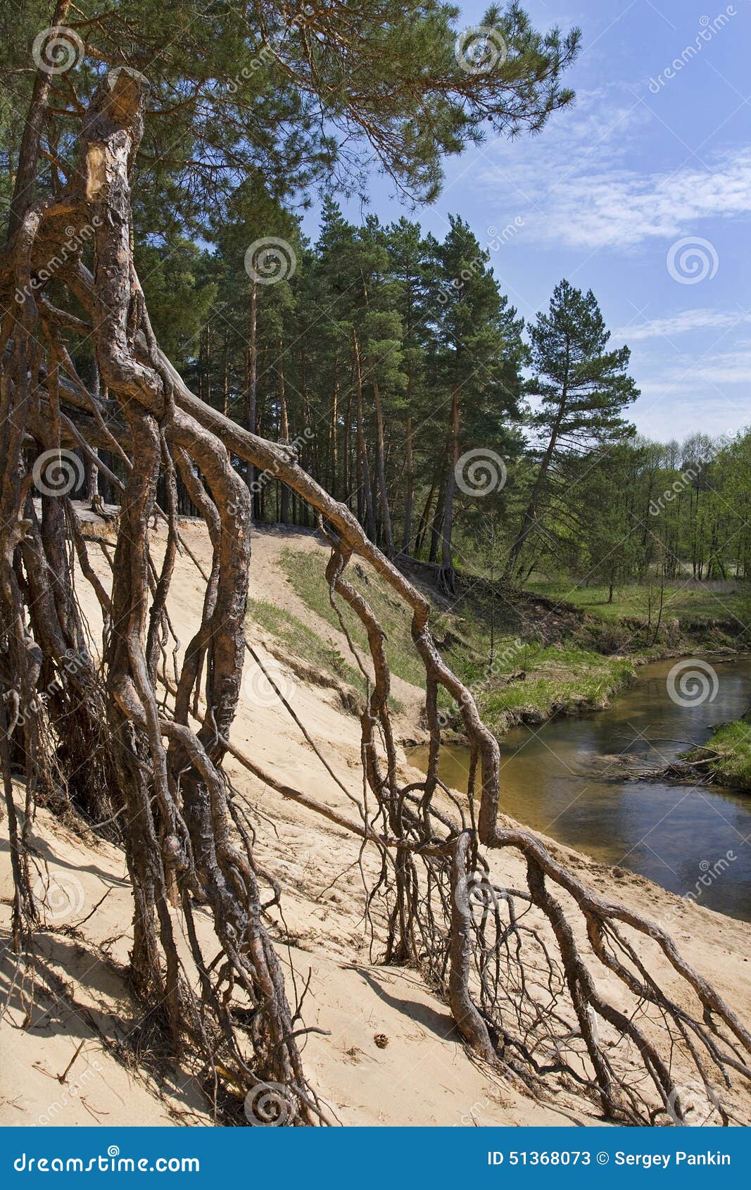 Pine roots stock image. Image of flora, roots, trunk - 51368073