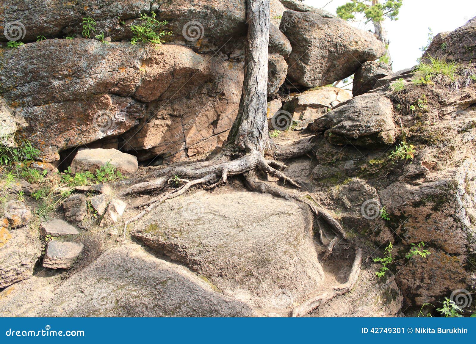 Pine roots on a rock stock image. Image of forest, rock - 42749301