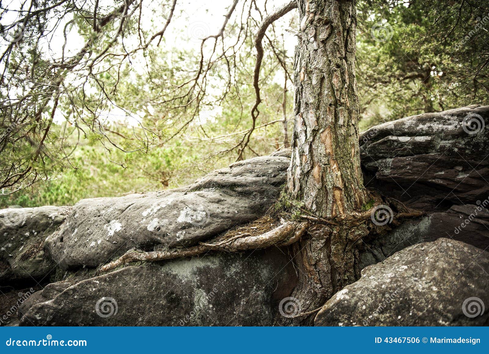 Pine roots in rock stock photo. Image of organic, forestry - 43467506