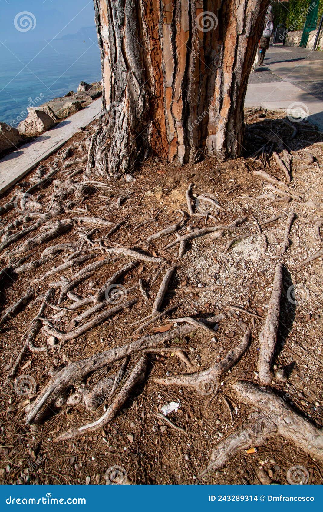 Pine Roots Root System on the Surface Stock Photo - Image of bark ...