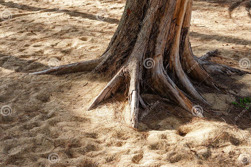 Pine Roots Tree, Tropical Tree Roots, Big Pine Trees with Textured Bark ...