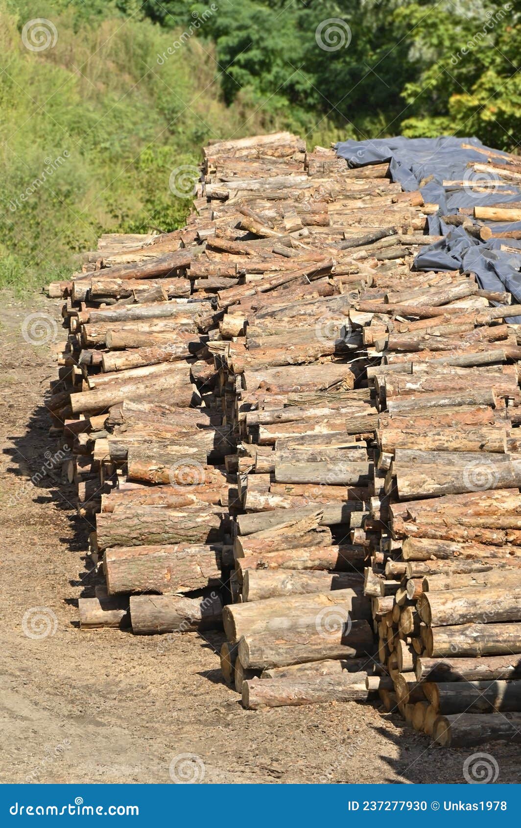 Pine round timber stock photo. Image of building, ecology - 237277930