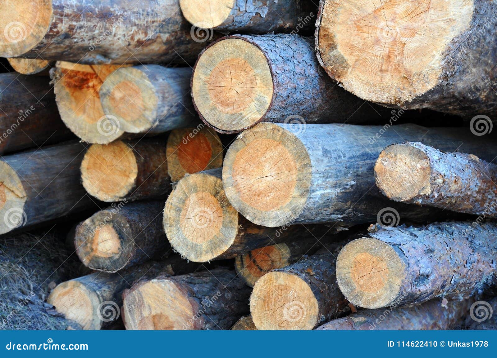 Pine round timber stock photo. Image of renewable, forest - 114622410