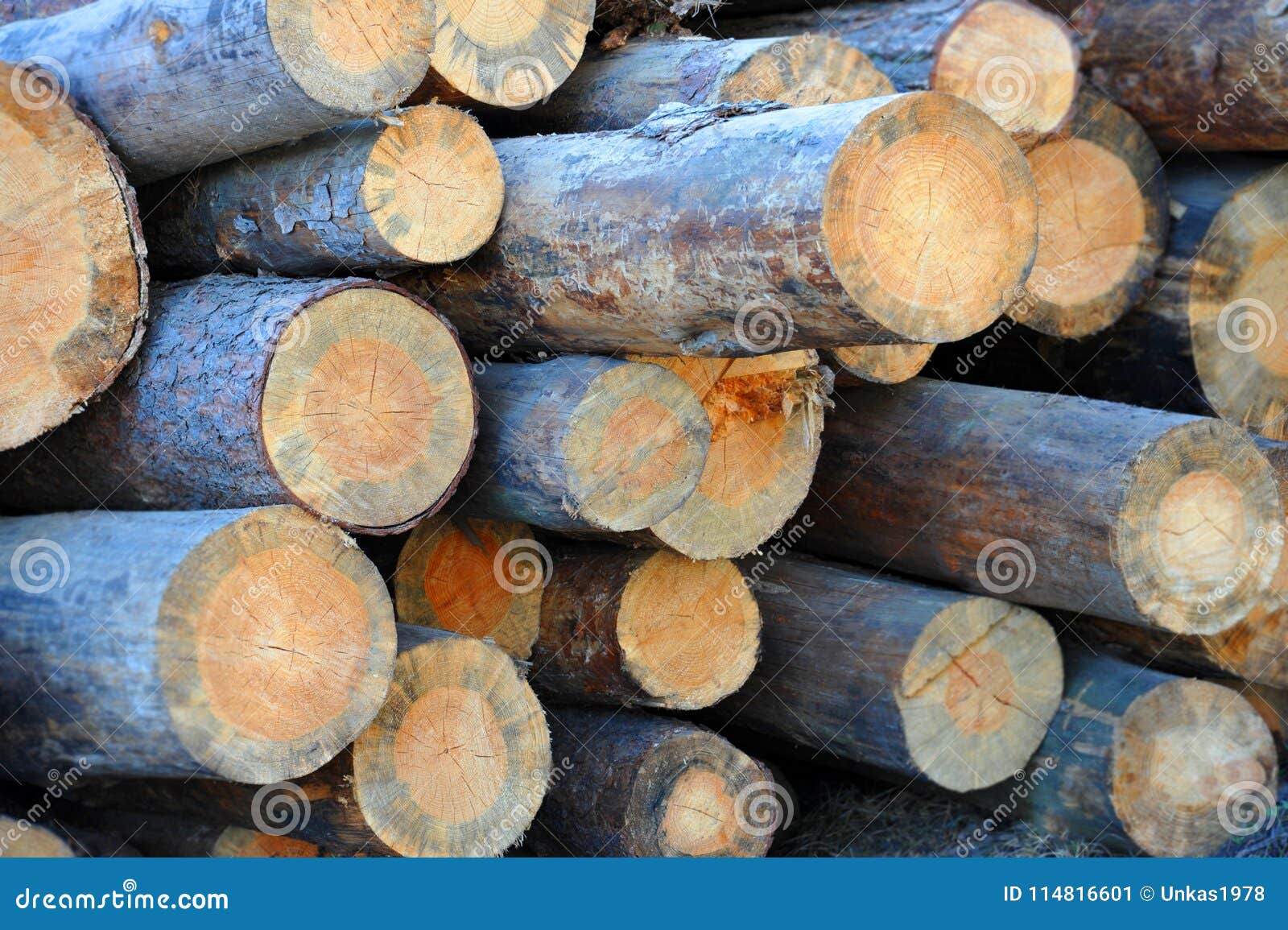 Pine round timber stock image. Image of lumberjack, pile - 114816601