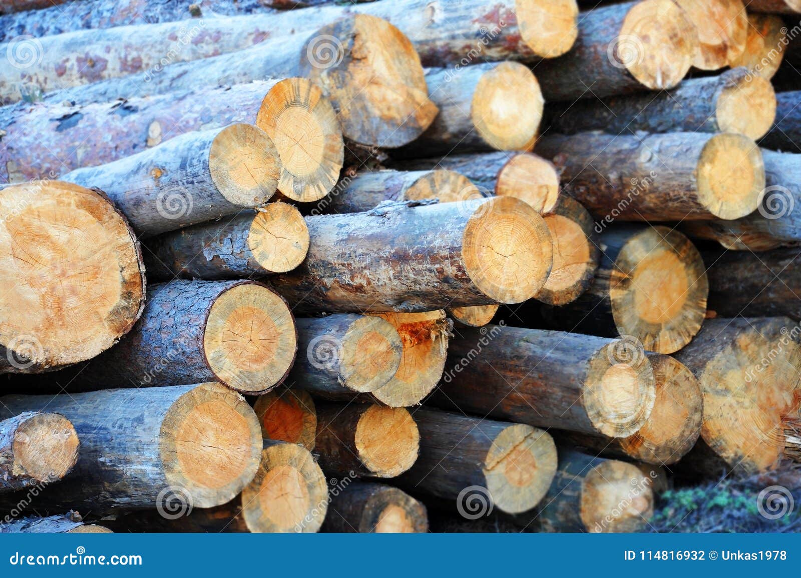 Pine round timber stock photo. Image of nature, industry - 114816932