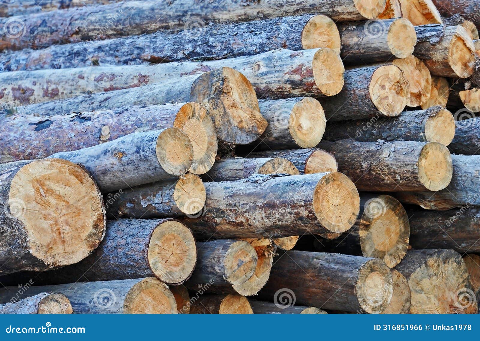 Pine round timber stock photo. Image of industry, industrial - 316851966