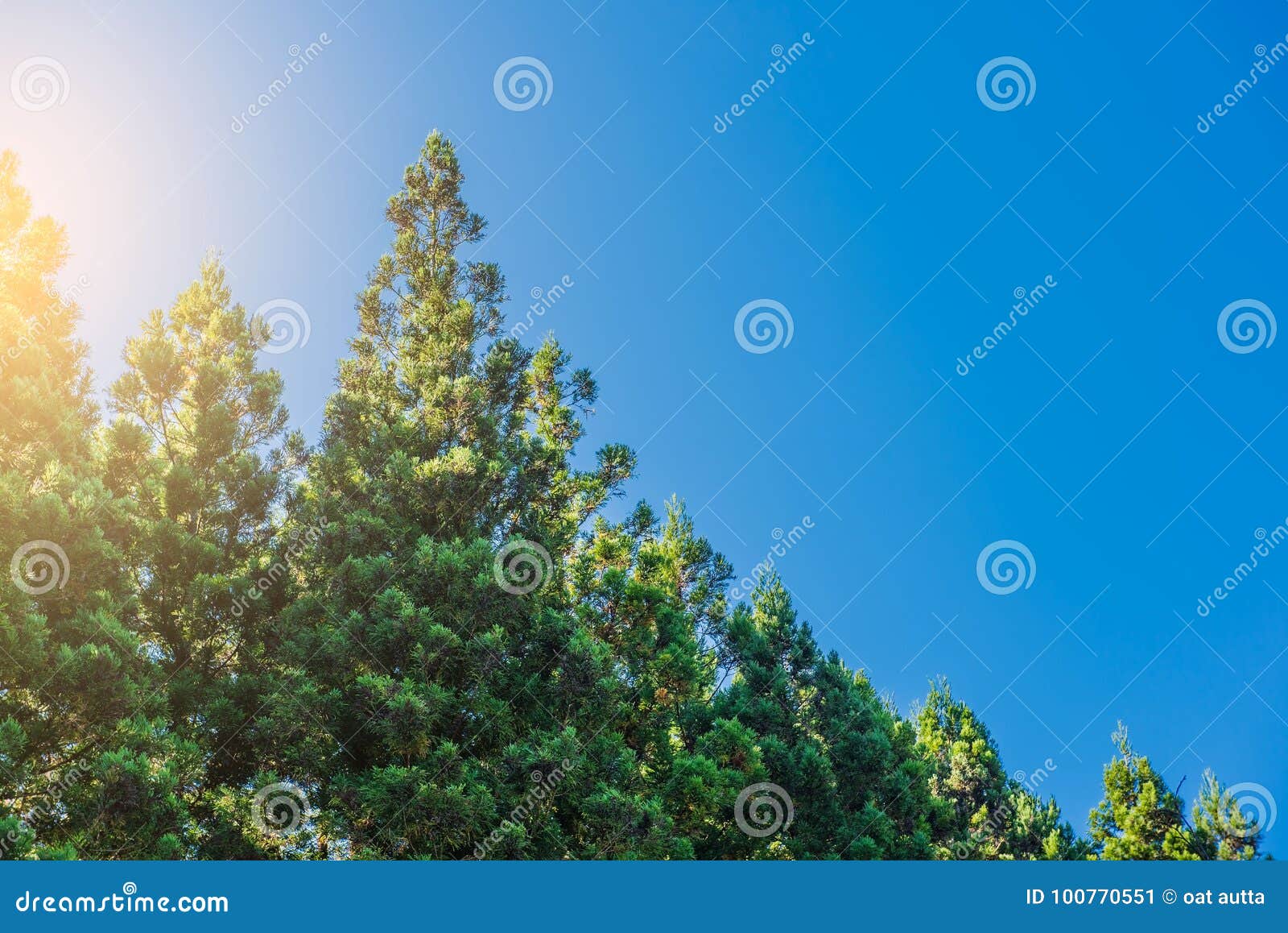 Pine Row in Blue Sky on the Background in the Morning Stock Image ...