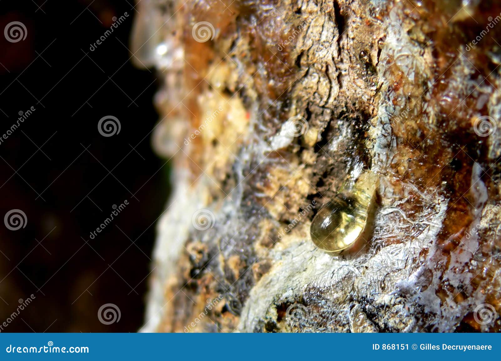Pine Sap stock image. Image of visquous, tree, drops, abstract - 868151