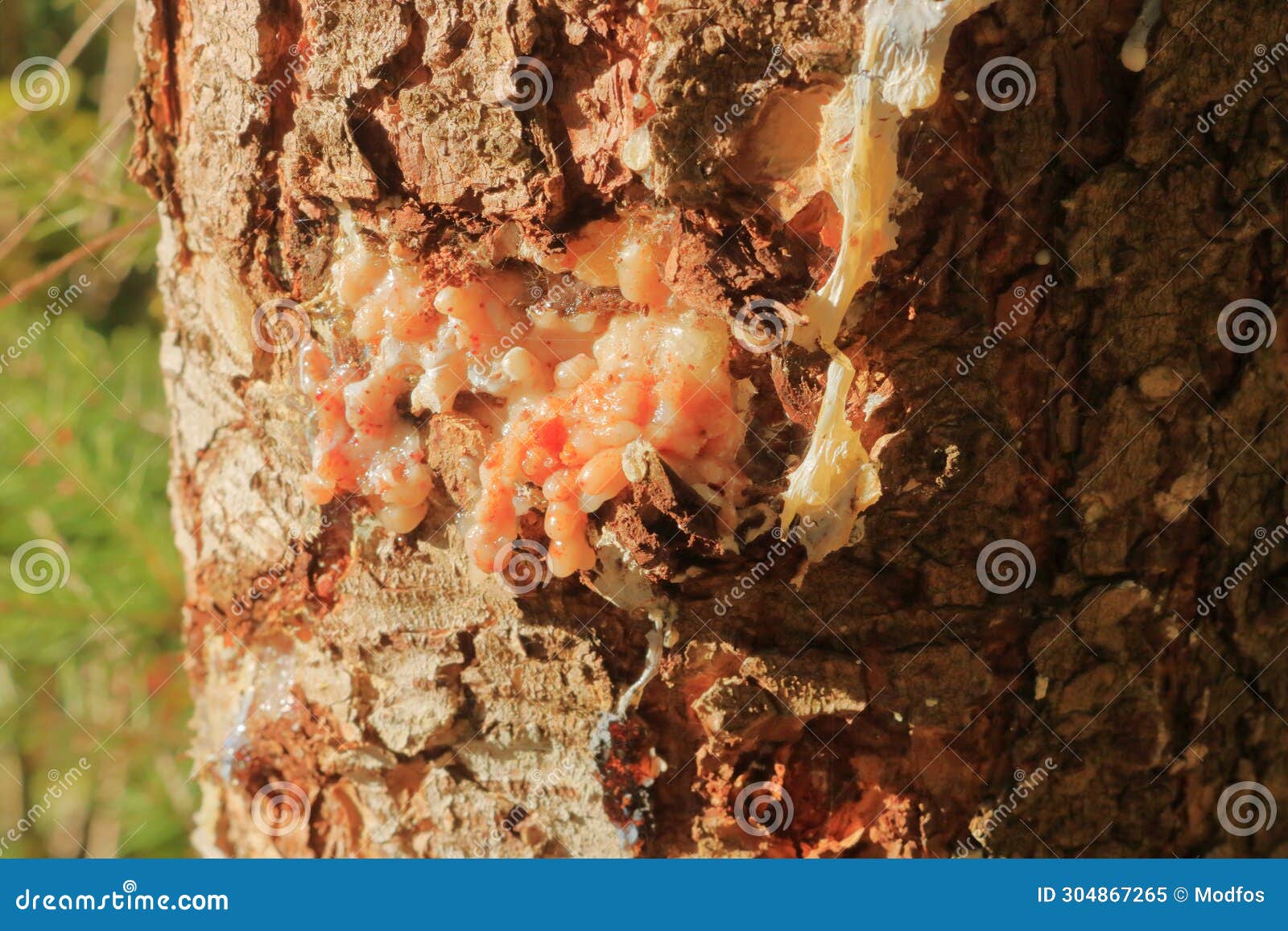 Pine Sap Close Detailed View Stock Image - Image of close, tree: 304867265